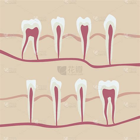 牙齿的结构 牙齿的结构