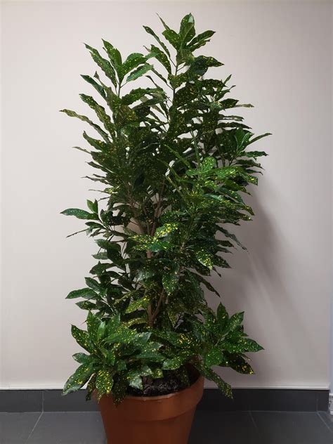 My Basil Tree R Houseplants