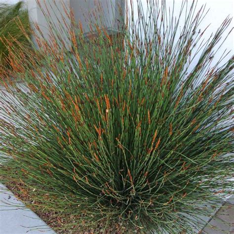 Chondropetalum Tectorum El Campo Small Cape Rush Grass Like