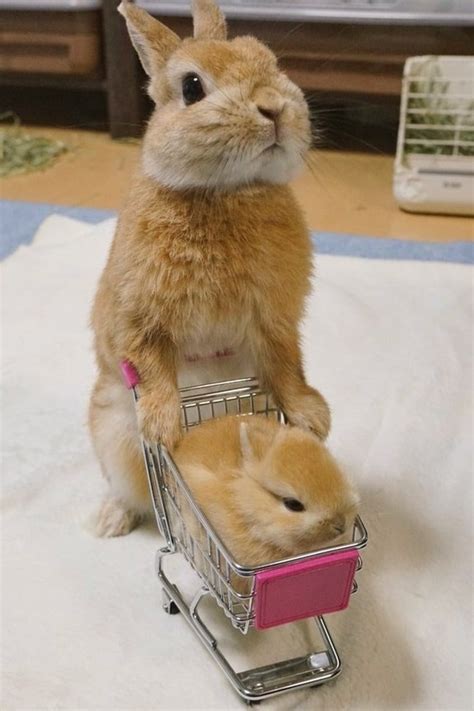 Я вам тут контент привез Куда выгружать милипиздрический зайчонок милипиздрические