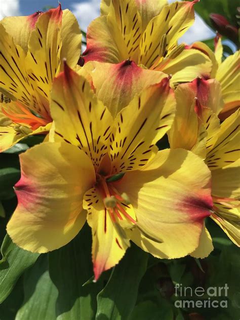 Beautiful Yellow Flowers Photograph By Jennifer Bissonnette Eulenberg