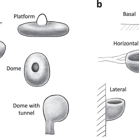 Illustrations Of A Seven Nest Structures And B Four Nest Attachment Download Scientific