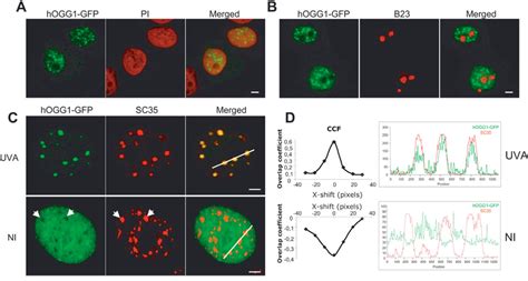 Subnuclear Distribution Of Hogg1 Gfp In Uva Irradiated Cells A Hela Download Scientific