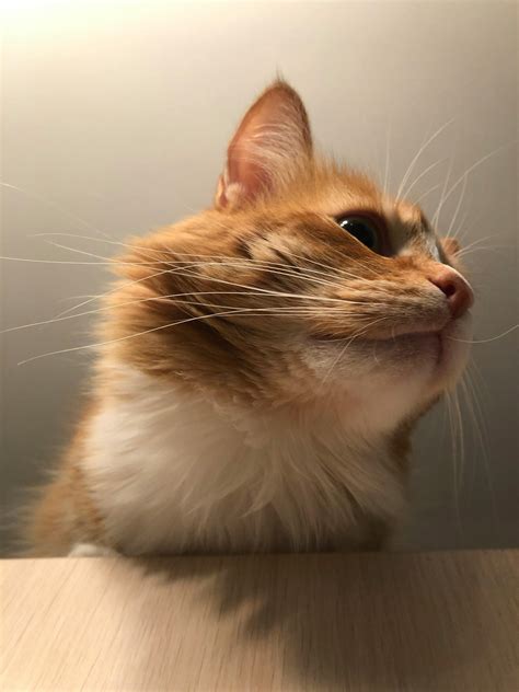 Безкоштовне стокове фото в приміщенні будинок кіт бурштинові очі вітчизняних котячих вуса