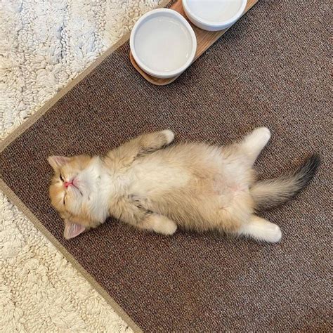 Fainted Cat