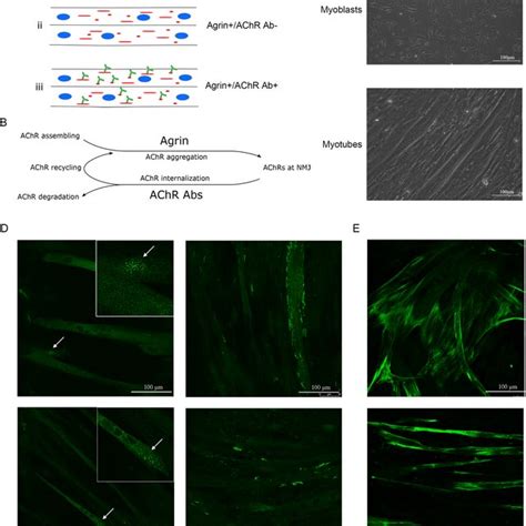 Achr Antibody Induced Effects On Myotubes Expressing Achr Clusters 1 Download Scientific