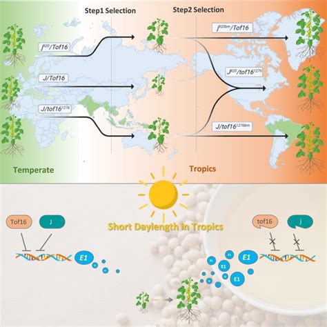 Pdf Genetic Basis And Adaptation Trajectory Of Soybean From Its