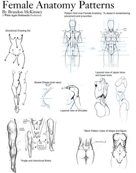 Female Body Draw Female Anatomy Anatomy Drawing Human Figure Drawing