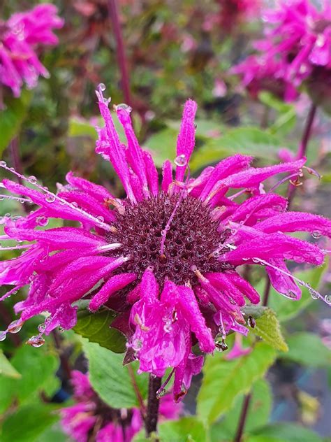 Monarda 'Purple Knight' | Buy Well Established Monarda | Proctors Nursery