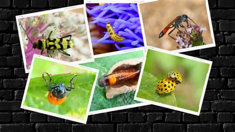 Cinco De Los Insectos Más Bonitos En Imágenes