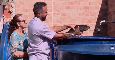 Homem Utiliza Materiais Reutilizáveis Para Transformar Quintal Da Mãe Em Criatório De Peixes