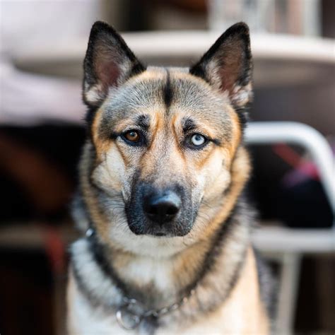 German Shepherd Husky Mix Puppies With Blue Eyes