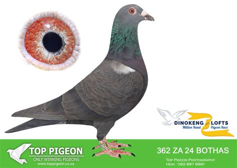 Lot 27 Dinokeng Olr Botha Lofts Za Bothas 24 362 Cock “rivan