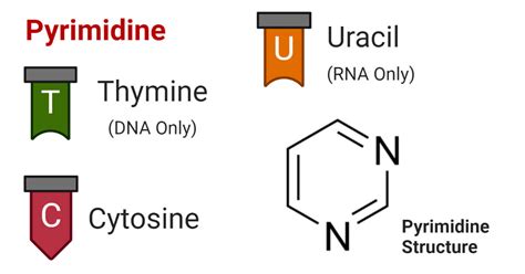 Pyrimidine Definition Properties Structure Uses