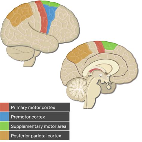 Structure And Function Of The Motor Cortex Areas Getbodysmart