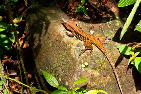 Lizards In The Tropical Rainforest