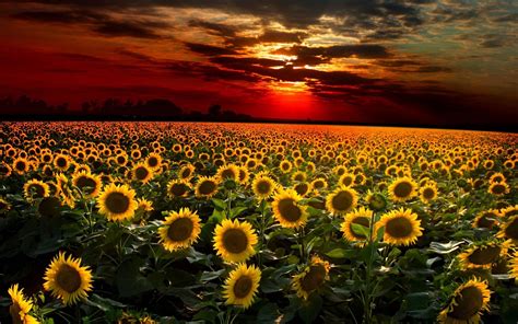 Sunflower Sunset Wallpaper