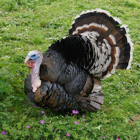 Bronze Turkey Growth Chart At Theresa Chapa Blog