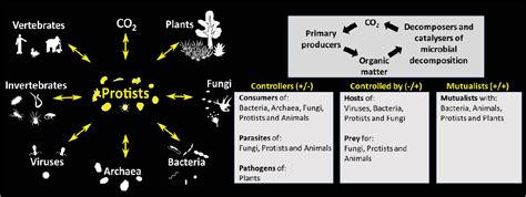 Figure 2 From Soil Protist Life Matters Semantic Scholar