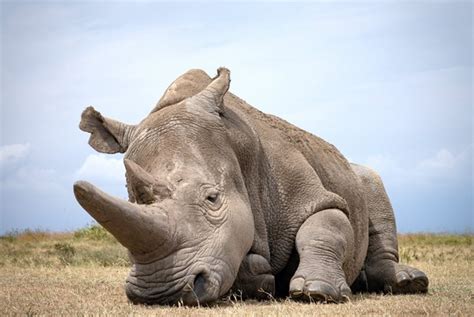 멸종저항보고서㉔ ‘전설 된 북부흰코뿔소 다시 만날 수 있을까