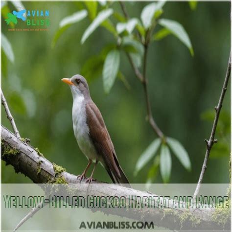 Yellow Billed Cuckoo Habitat Diet Calls And Conservation