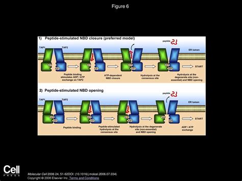 Erik Procko Ian Ferrin Oconnell Sze Ling Ng Rachelle Gaudet Ppt Download