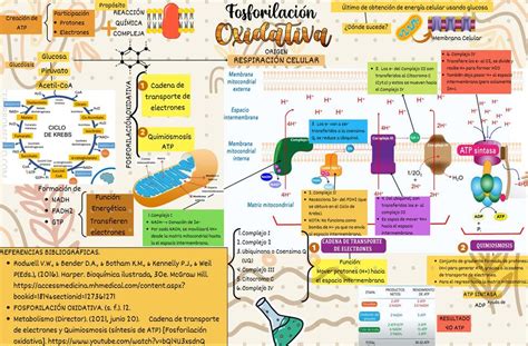 Fosforilación Oxidativa Nicole Martinez Udocz