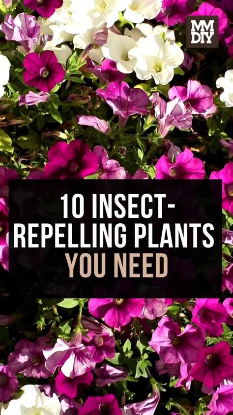 10 Insect Repelling Plants You Need Artofit