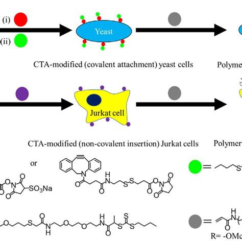 Cathepsin Protease Enzyme Mediated Intracellular Polymerization Of