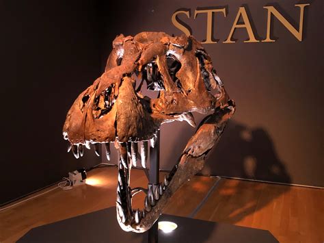 Dinosaurs Fossils T Rex