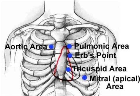 Pediatric Cardiac Dysfunction Flashcards Quizlet