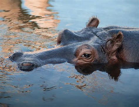 10 Hippopotamus Facts About The River Horses