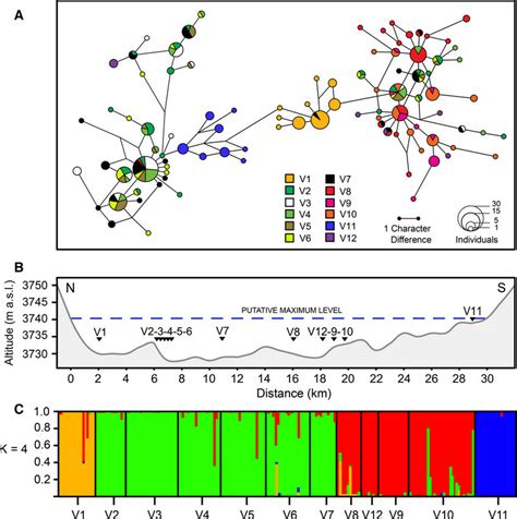 A Median Joining Network Inferred From The Mtdna Control Region