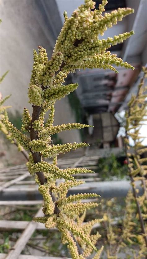 How To Grow Phyllanthus Emblica Earthone
