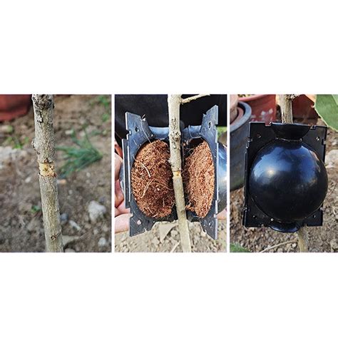 Plant Root Ball Visible Root Graft Growing Box Pla Vicedeal