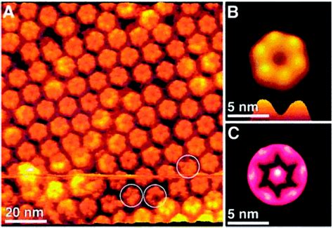 Atomic Force Microscopy In Biomaterials Surface Science Physical