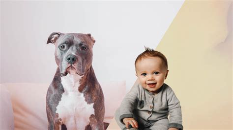 Father Sparks Parenting Debate After Showing How His Pit Bull Is Trained To Protect His Baby