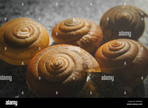 Macro Of Snail Shell And Structure Of Snail Peel Carcass Of Dead Snail