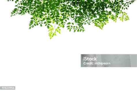 자연보기 녹색 코르크 나무 잎을 햇빛 아래 흰색 배경에 닫고 배경 자연 식물 풍경 생태 벽지 개념으로 사용하여 공간을 복사합니다 0명에 대한 스톡 사진 및 기타 이미지