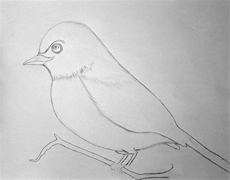The Definitive Guide To Drawing A Realistic Bird Muus Art