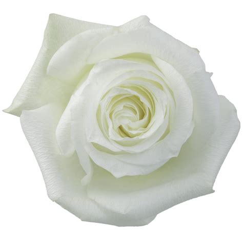 Proud Roses Cananvalle
