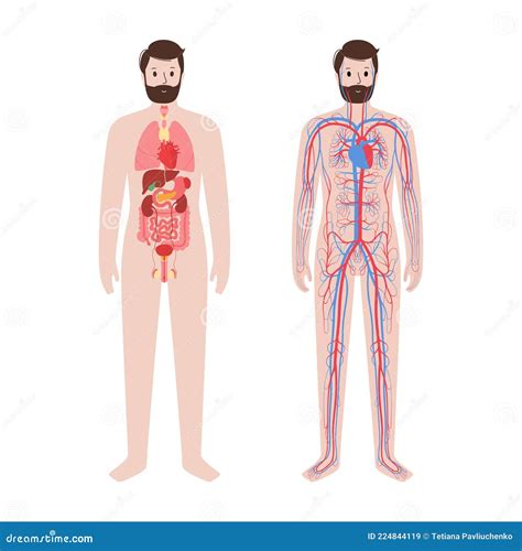 Circulatory System Concept Stock Vector Illustration Of Blood 224844119