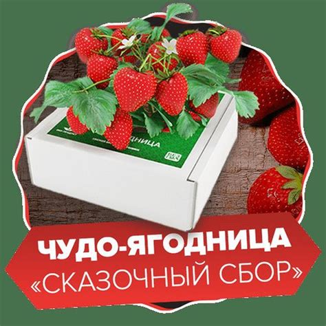 Чудо Ягодница Сказочный Сбор