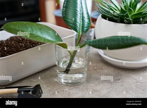 Ficus Elastica Seedlings With Roots Ready For Transplantation In Glass