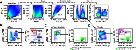 Flow Cytometric Analysis Of Mouse Small Intestine Macrophages And Dcs Download Scientific