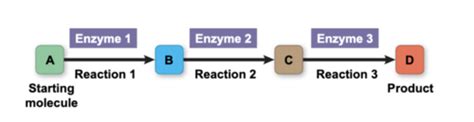Biol 411 Exam 2 Flashcards Quizlet