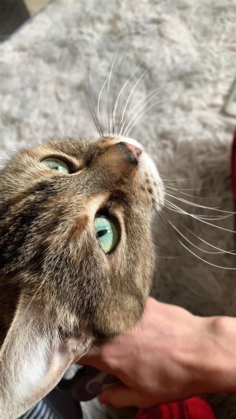 My Pretty Girl Fiona Rtorbie