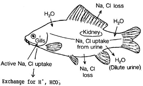How Does Hemoglobin Work At The Gills Of A Fish