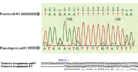 Detection Of Double Signal In The Sequencing Chromatogram Fragment Download Scientific Diagram