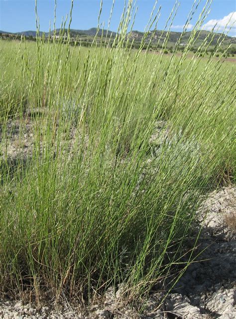 Bluebunch Wheatgrass